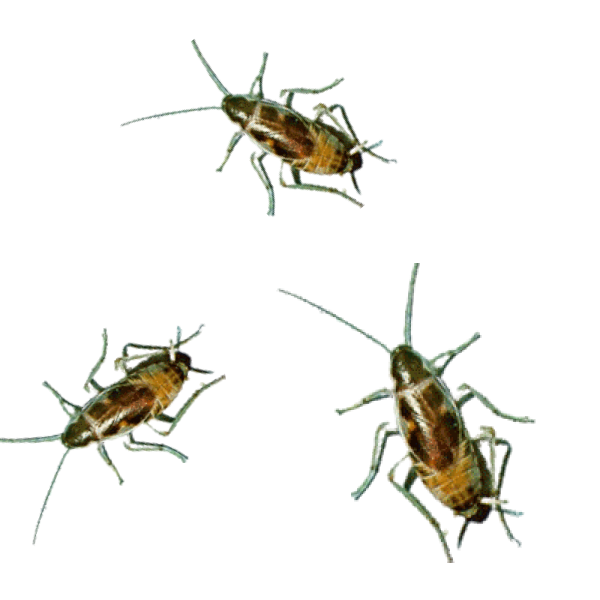 Identify Common Roaches | Bug-A-Way Pest Control