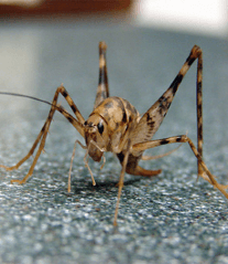 Identify Crickets in MO KS and OK | Bug-A-Way Pest Control