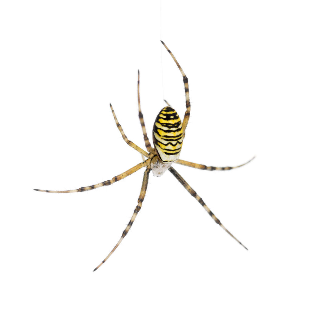 7 Common Types of Spiders in Missouri – Bug-A-Way