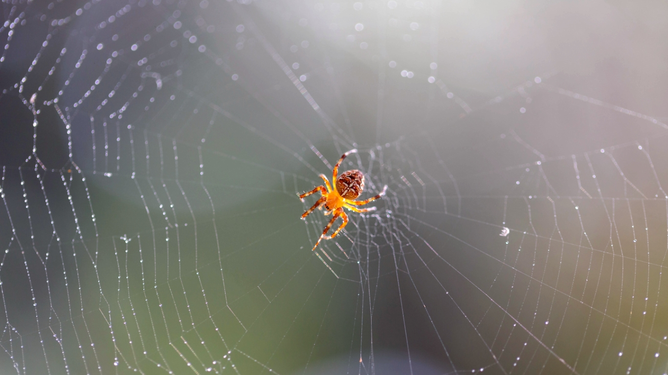 3 Kinds of Pests You’ll Find in the Fall | Pest Control in the Four ...