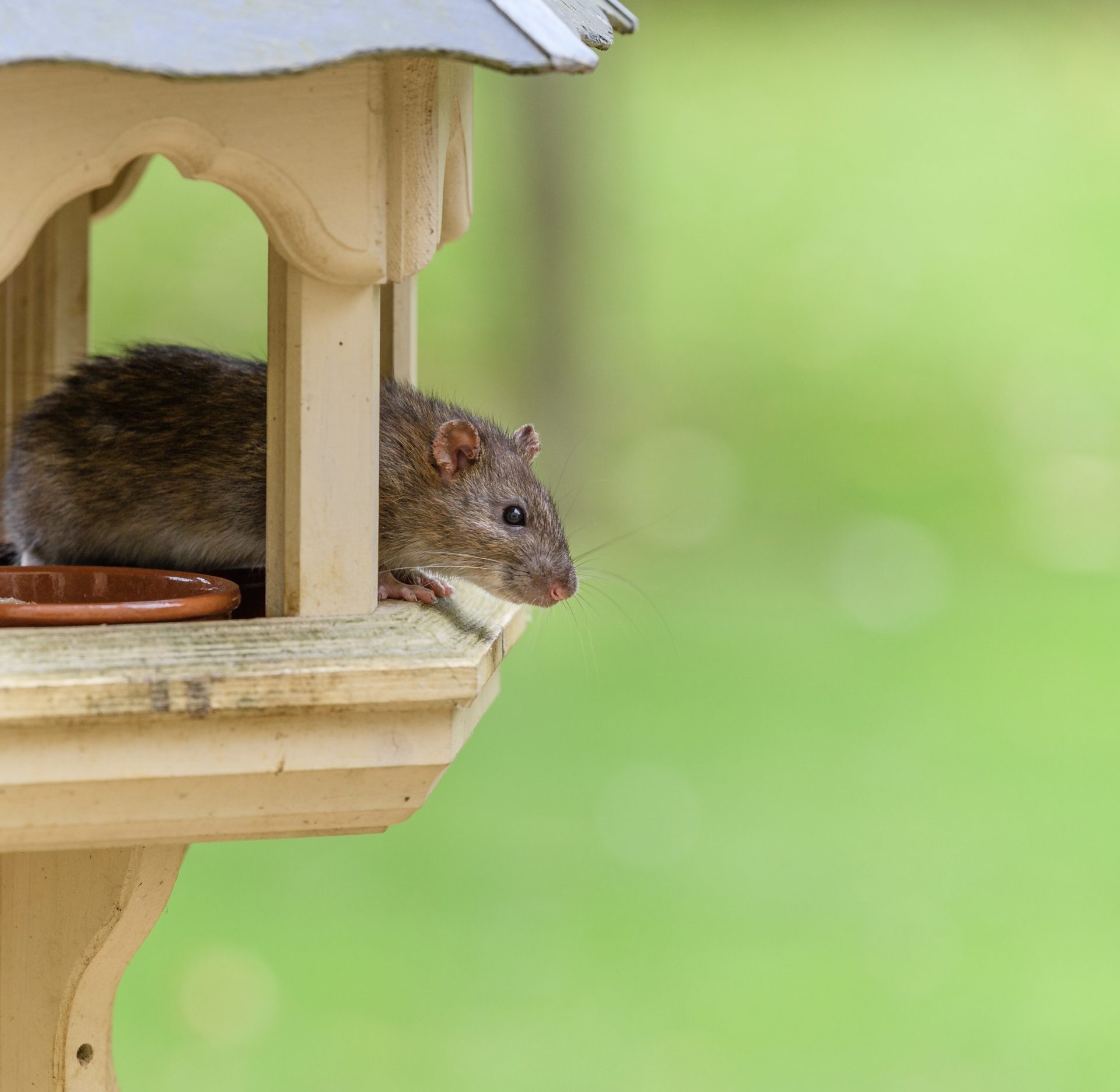 How to Protect Your Home Against Roof Rats – Bug-A-Way